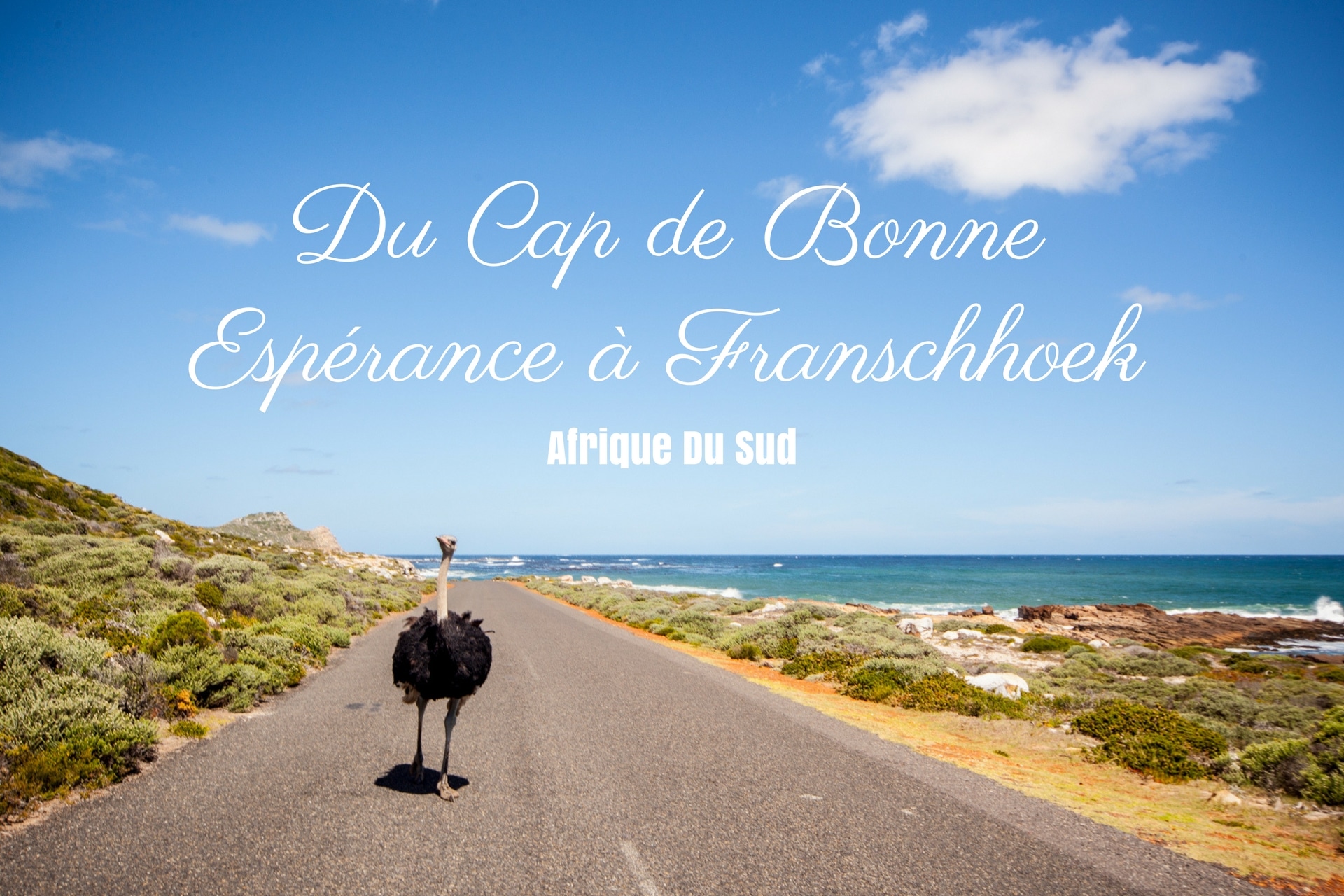 Afrique du Sud – Cap de Bonne-Espérance à Franschhoek